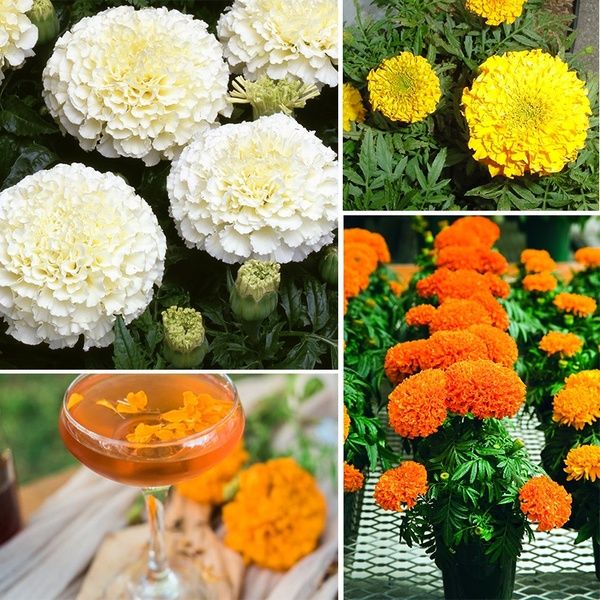 Ready Stock 20pcs Marigold Seeds Home Garden Benih Bunga Keladi Viral ...