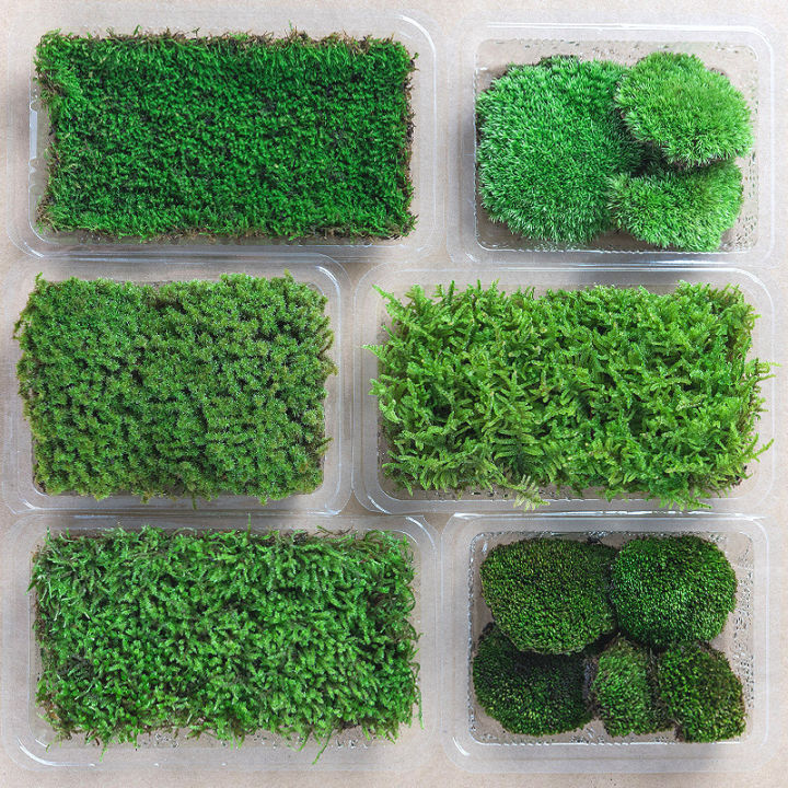 Fresh moss micro-landscape bonsai potted land-water tank landscaping ...