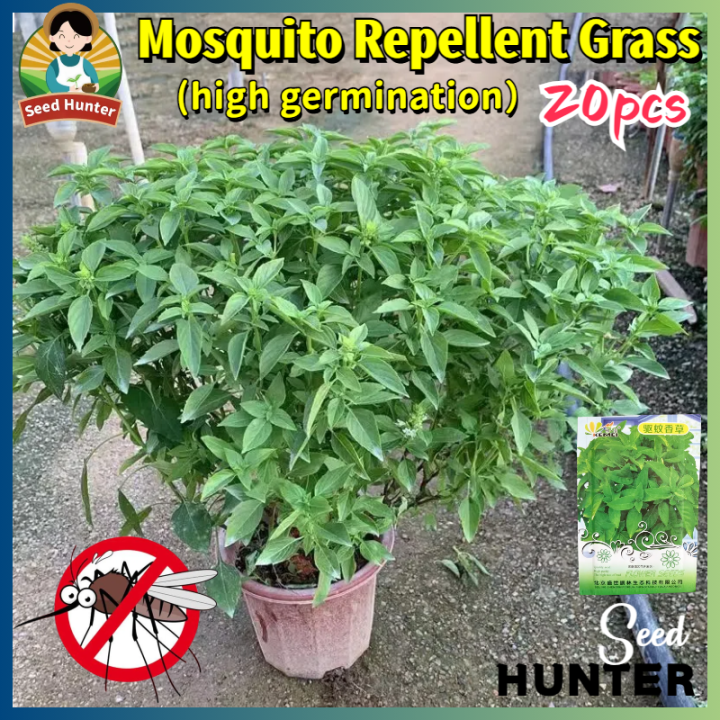 20pcs/pack Fresh Indoor Mosquito Repellent Plants Herbs Seeds for ...