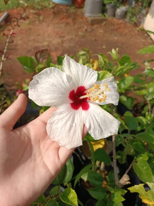 MDC- Hibiscus Rosa Sinensis "Luna white" plant sapling / Anak Pokok ...