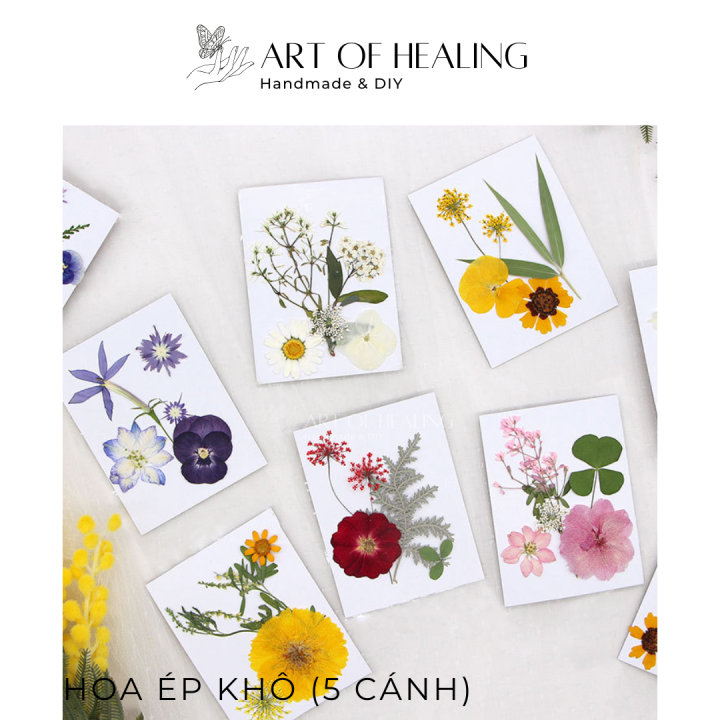 AOH - Art of Healing - Set hoa ép khô các loại trang trí nến, resin, sổ ...