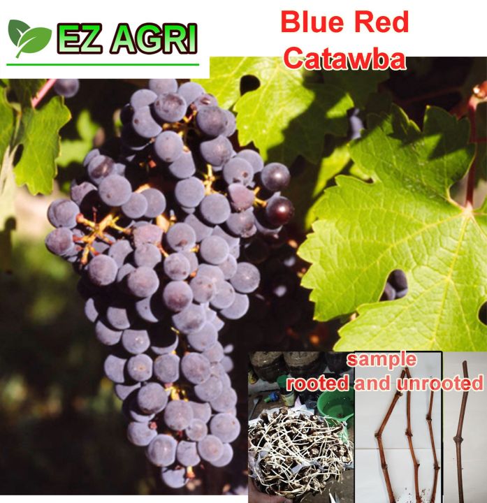 Catawba Grapes Cutting (Bluered Fox Grapes) unrooted grape cuttings ...