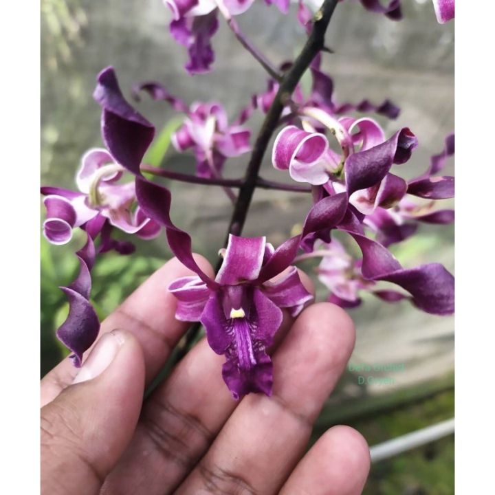 New Produk Seedling anggrek dendrobium oryen-anggrek-tanaman hidup ...