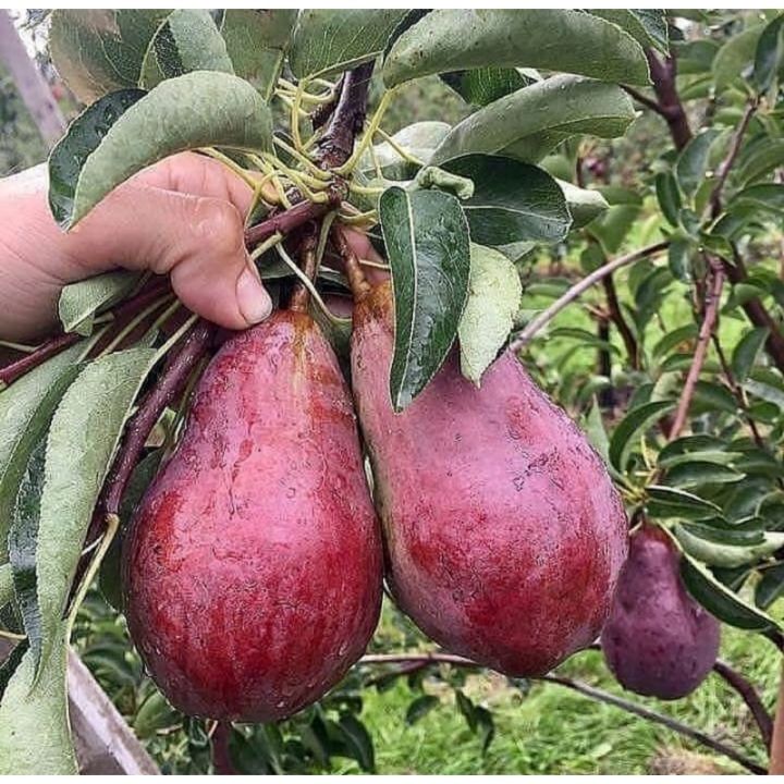 bibit tanaman pohon alpukat red vietnam asli okulasi cepat berbuah ...