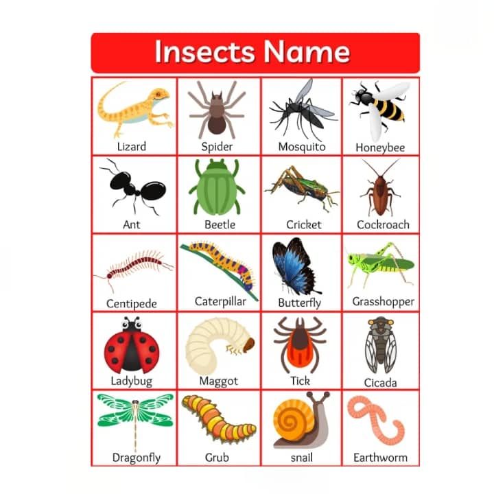 Insects, Laminated Educational Charts for Kids and Learners | Lazada PH