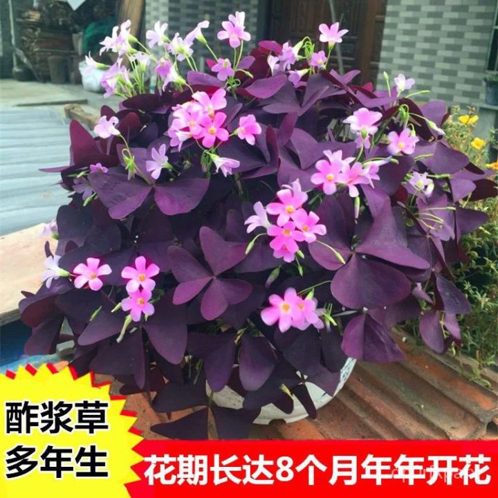 【Rare plants】Buy one get one free Local Ready Stock（Not a plant) 50 ...