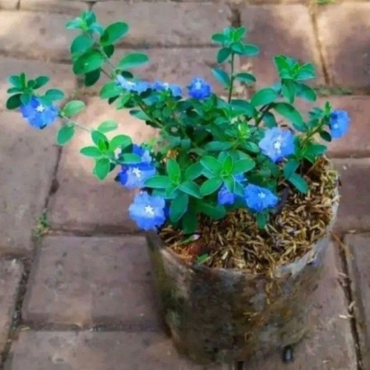 ( BISA COD ) Tanaman Hias Bunga Blue Eyes Beauty / Bunga Hias Baby Blue ...