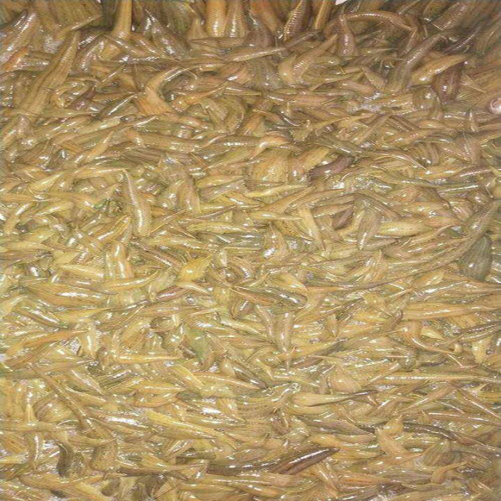 Leech young seedling full moon golden leech breeding 500 grams of live ...