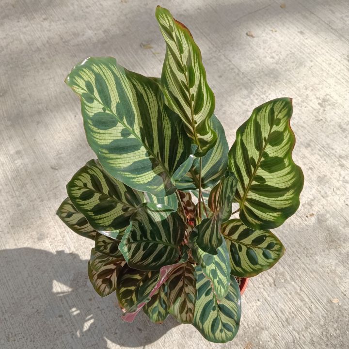 [Plantopia] Calathea Peacock | Pokok Hiasan Hidup Dalam Rumah | Indoor ...