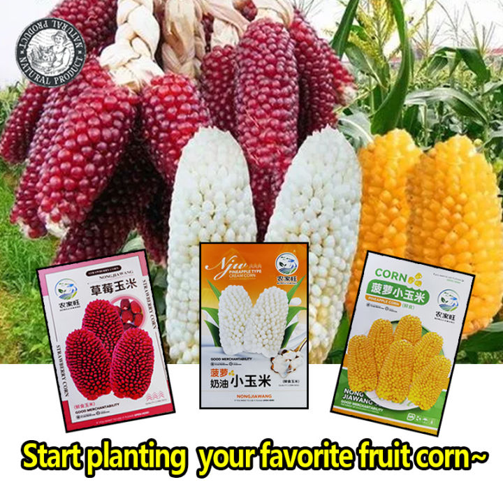 [Fast Germination/Spot goods] 20 pcs/bag-High Yield Rare Mini Fruit ...