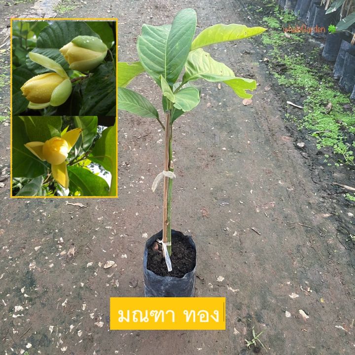 ต้นมณฑาทอง มณฑาทอง (Talauma candollei) ไม้ไทยมีกลิ่นหอมดอกสวย ปลูกเป็น ...