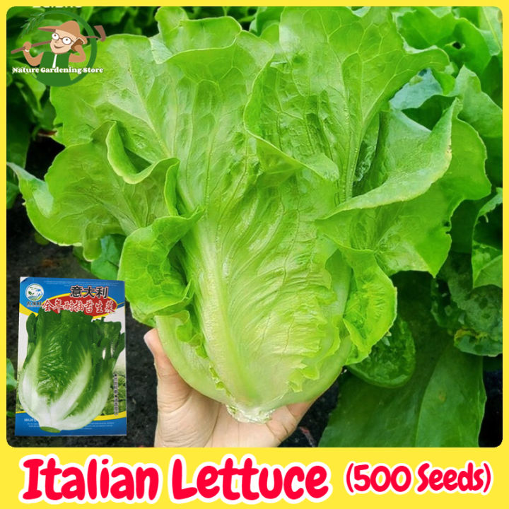 Fresh Organic Italian Lettuce Seeds for Planting (500 Seed) Biji Benih ...