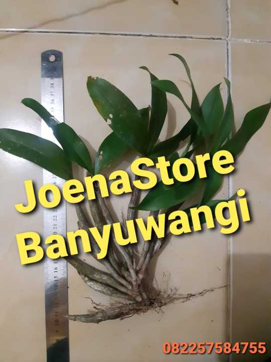 anggrek eria mawar | Lazada Indonesia