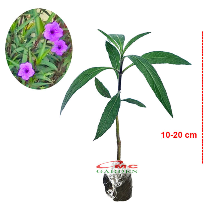 Rawelia Ruelia Rolia Bunga Ungu Pink Tabibosa Ruellia Tanaman Hias ...