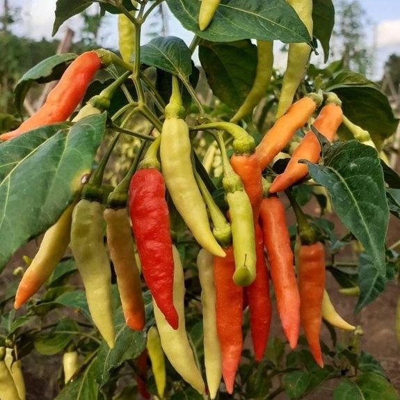 Termurah - 50 Bibit Benih Cabe Rawit Dompol | Lazada Indonesia