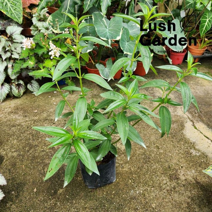 Melastoma/ Pokok Bunga Senduduk Holland White / Senduduk Putih 白花野牡丹 ...