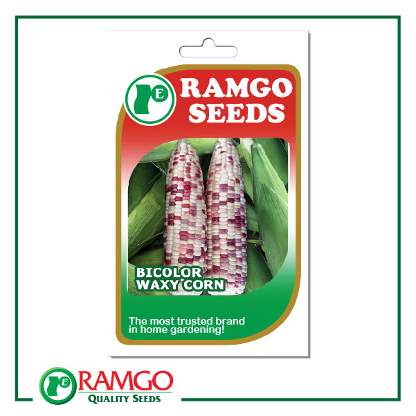 RPO Corn Waxy Bicolor Vinkle 12.5G Seeds | Lazada PH