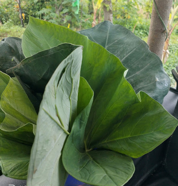 Daun Talas Segar / Fresh Taro Leaves | Lazada Indonesia