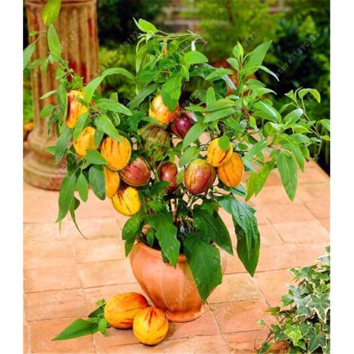 50 pcs Mini sweet melon, bonsai melon seeds seeds vegetable and fruit ...