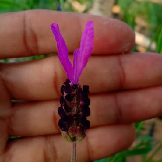 tanaman mexican lavender asli | Lazada Indonesia