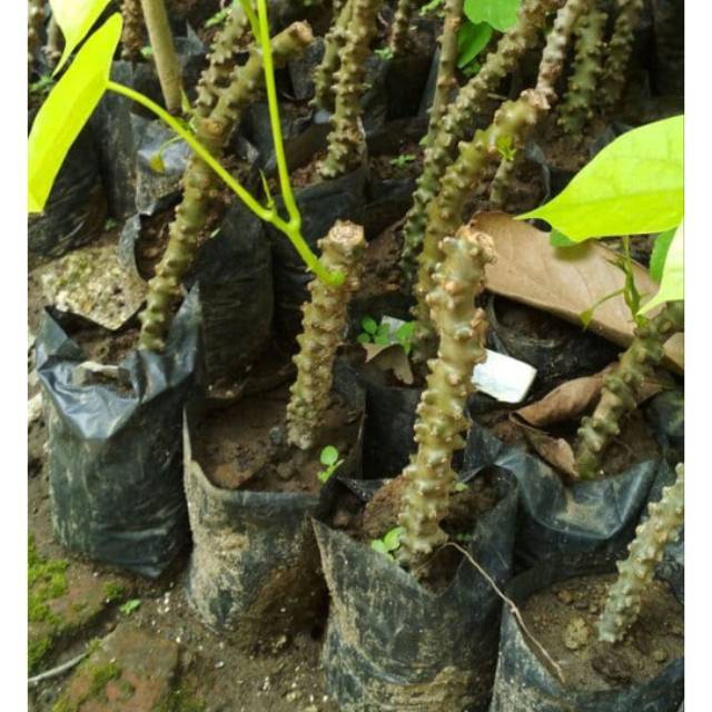 Bibit tanaman bratawali/brotowali/batrawali cutting stek batang siap ...
