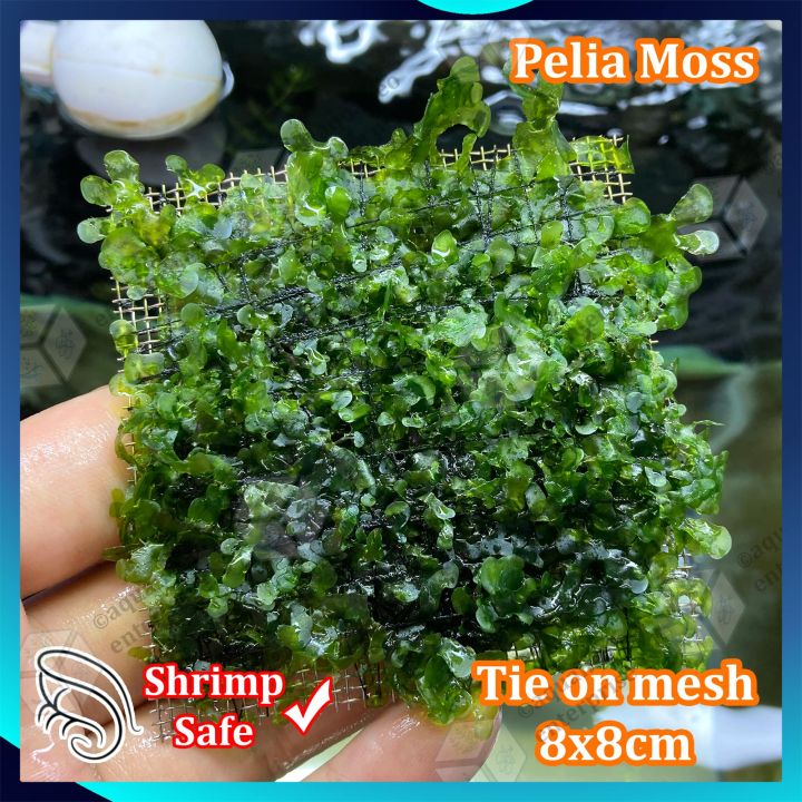 [Low Tech] Pelia Moss Monosolenium tenerum LP Aquatic Plant Submerged ...