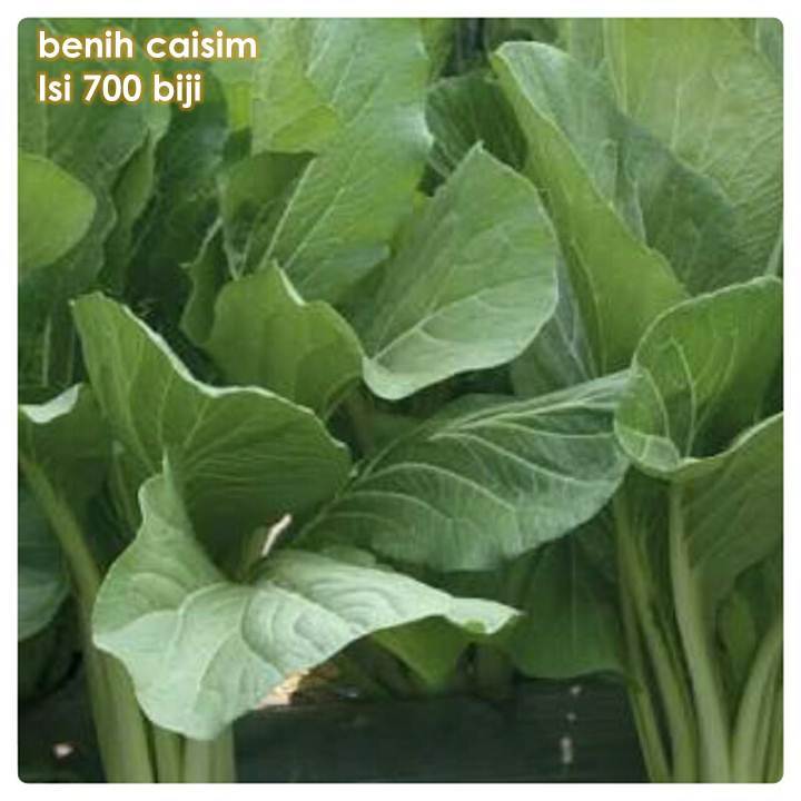 benih caisim bakso / caisim hijau isi 700 biji | Lazada Indonesia