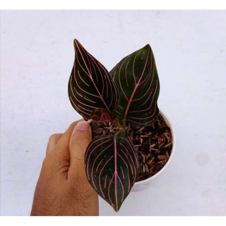 aglonema rotundum - rotundum aceh 2-4 daun rotundum aceh | Lazada Indonesia