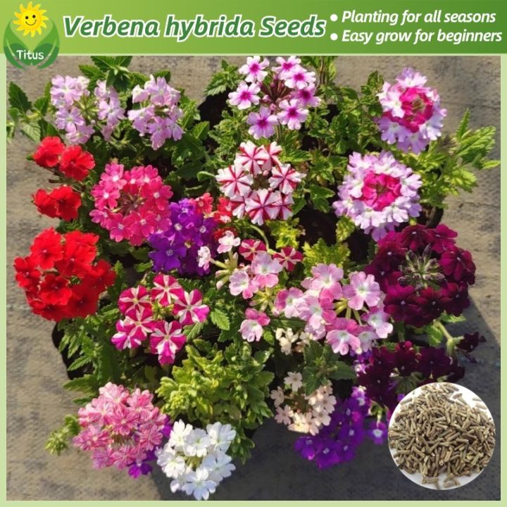 100% Legit Bonsai Verbena hybrida Seeds Assorted Flower Seeds for ...