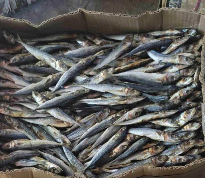 Dried Galunggong Freshly Airdried | Lazada PH