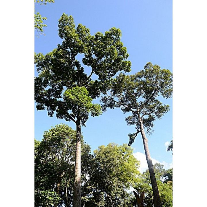 buy one get one free，50 seeds (not plants) Red Lauan Tree Seeds | Lazada PH