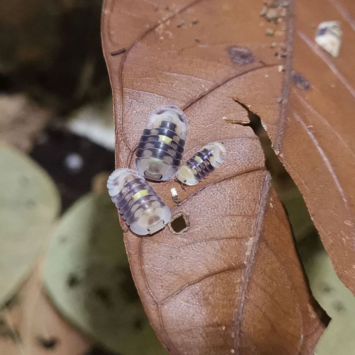 Cubaris sp Amber Firefly | Lazada