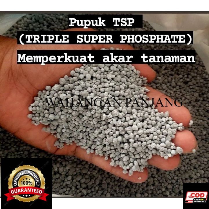 PUPUK TSP 46% ORIGIN OF CHINA MEMPERKUAT AKAR TANAMAN ORIGINAL ...