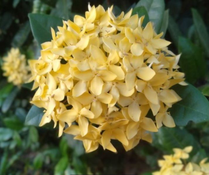 AAG POKOK JENJARUM IXORA JUNGLE FLAME KUNING | Lazada