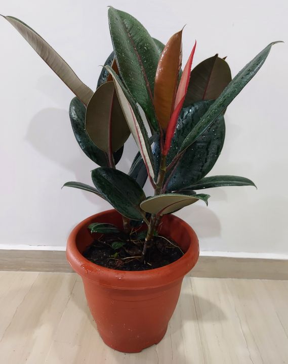 Ficus Elastica Rubber House Home Indoor Potted Plant | Lazada Singapore