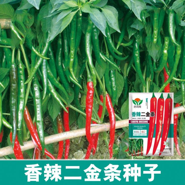 Two gold bars of red pepper red pepper seeds/Spicy Two Golden Bars ...