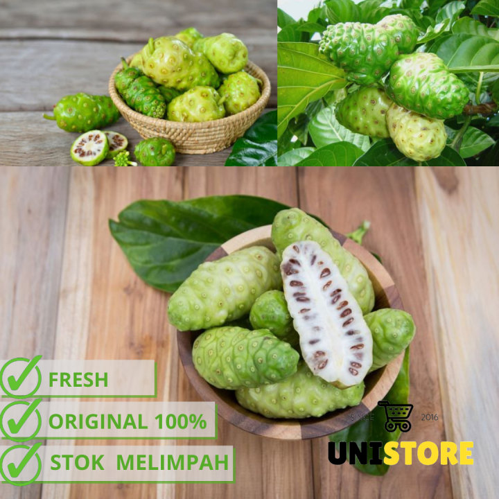 500gram Buah mengkudu segar - buah pace / noni obat herbal banyak ...
