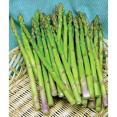 isi 10 Benih Asparagus, Jersey Giant seeds/benih biji | Lazada Indonesia
