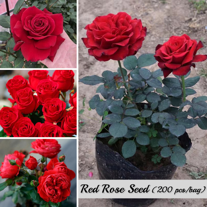 Red Rose Seeds for Planting (200pcs/bag) Beautiful Romantic Flower ...