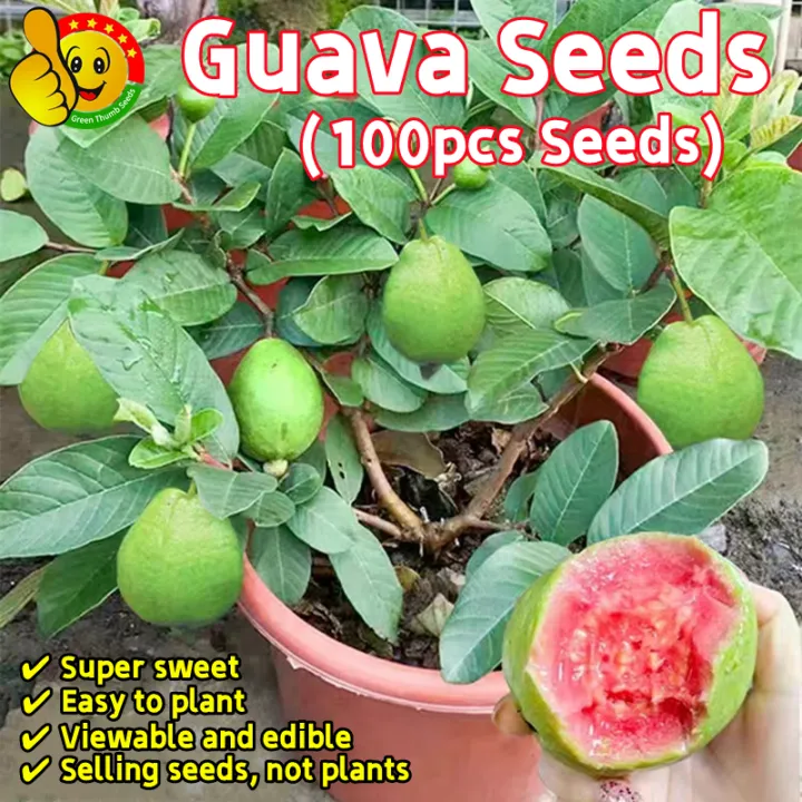 100% Original Sweet Dwarf Guava Seeds for Sale (Fresh 100pcs Seeds ...
