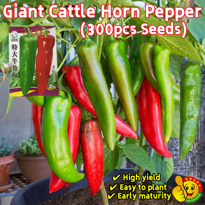 100% Original Giant Cattle Horn Pepper Seeds for Sale (Fresh 300pcs ...