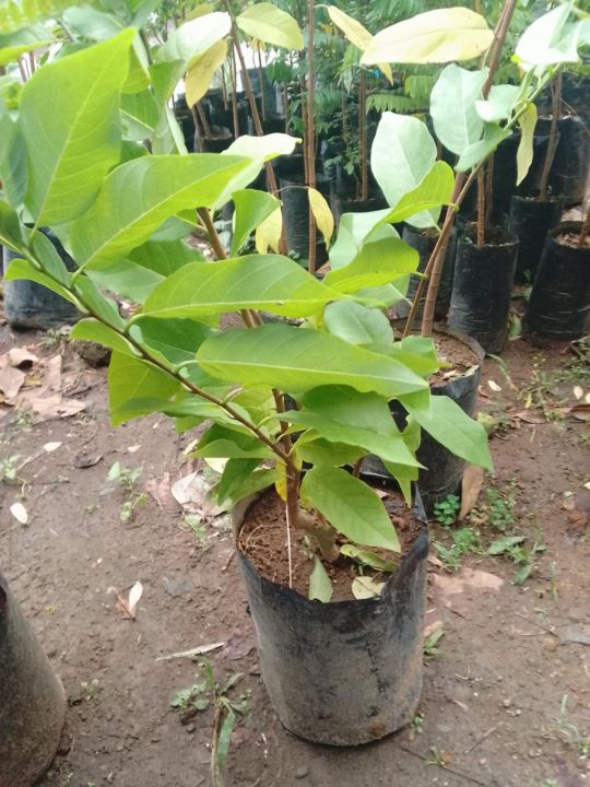 Dwarf atis plant with free loam soil and fertilizer | Lazada PH