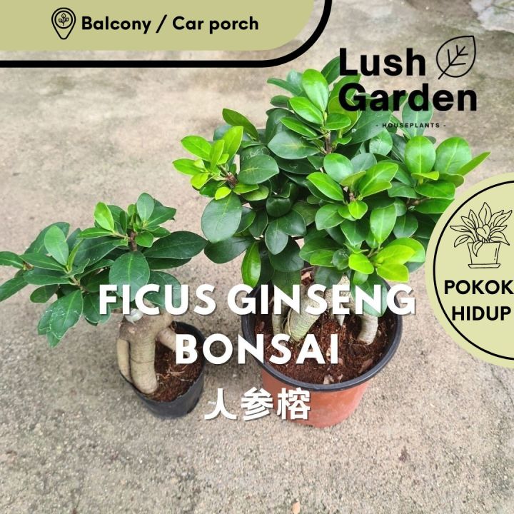 Ficus Ginseng Bonsai Mini 人参榕 Outdoor Live Plant Pokok Hiasan [Lush ...