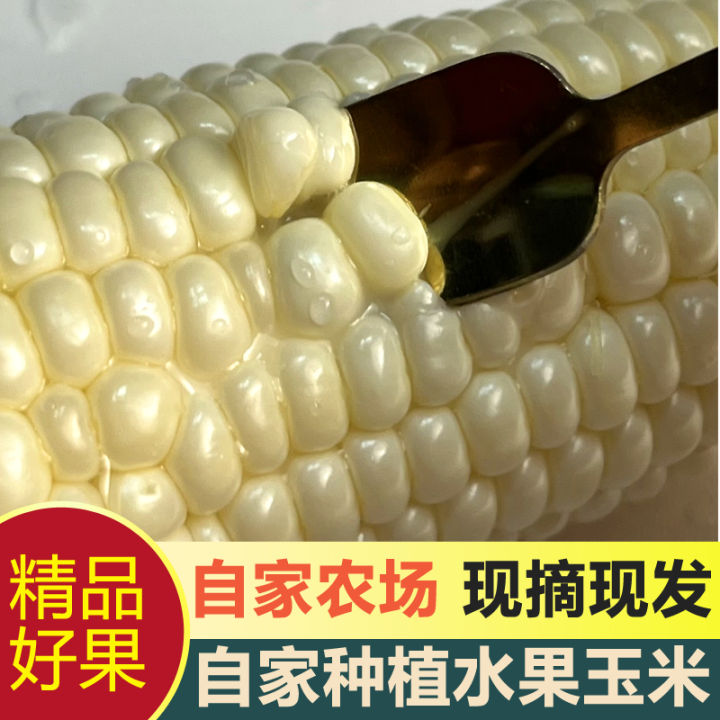5 kg of fresh fruit corn, freshly picked, sweet and glutinous, full and ...