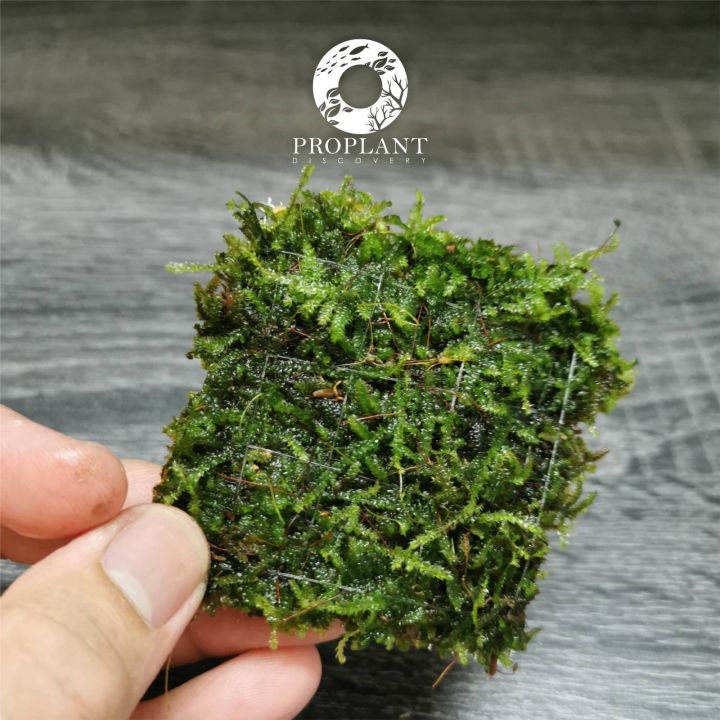 🔥 Java Moss 🔥 Taxiphyllum Barbieri ( Aquatic Live Plant / Aquarium ...