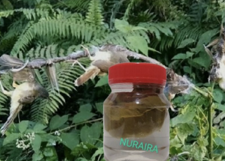 Getah Burung - Bird Gum Dari Susu Pokok Getah | Lazada