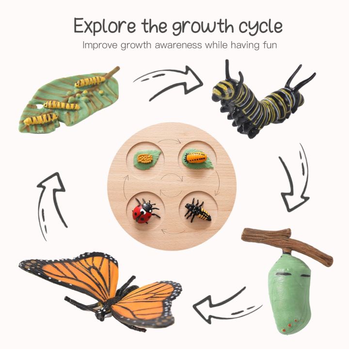 Wooden Life Cycle Double Sided Learning Board / Life cycle models and ...