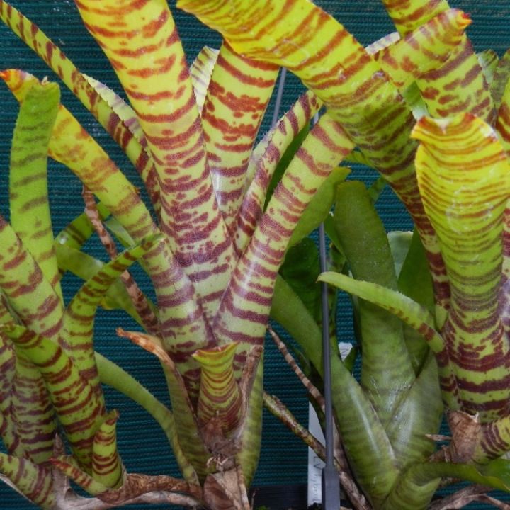 BROMELIAD / NEOREGELIA *POPOKI* (MINIATURE) | Lazada