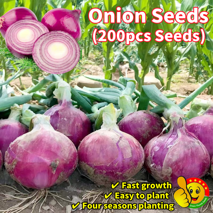100% Original Red Onion Seeds (200pcs Seeds) Biji Benih Bawang Merah ...
