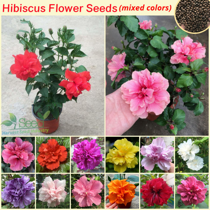 Biji Benih Bunga Raya Hibiscus Flower Seed (100 Seeds/pack, Seeds for ...